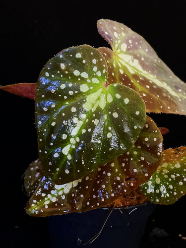 Begonia Larvata | Ruperobe