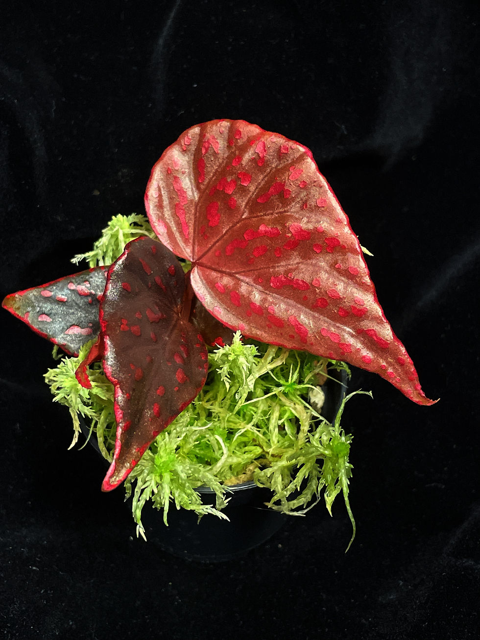 Ruperobe I Begonia shop