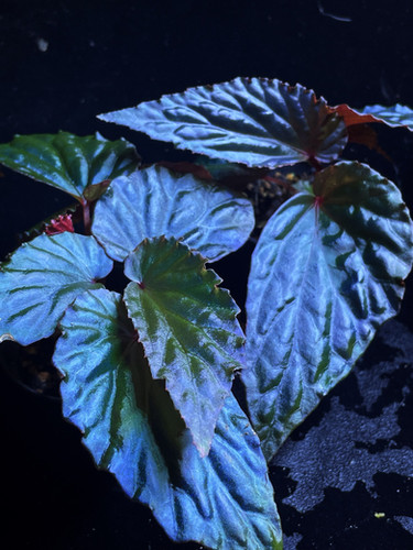 Begonia Daunhitam | Ruperobe