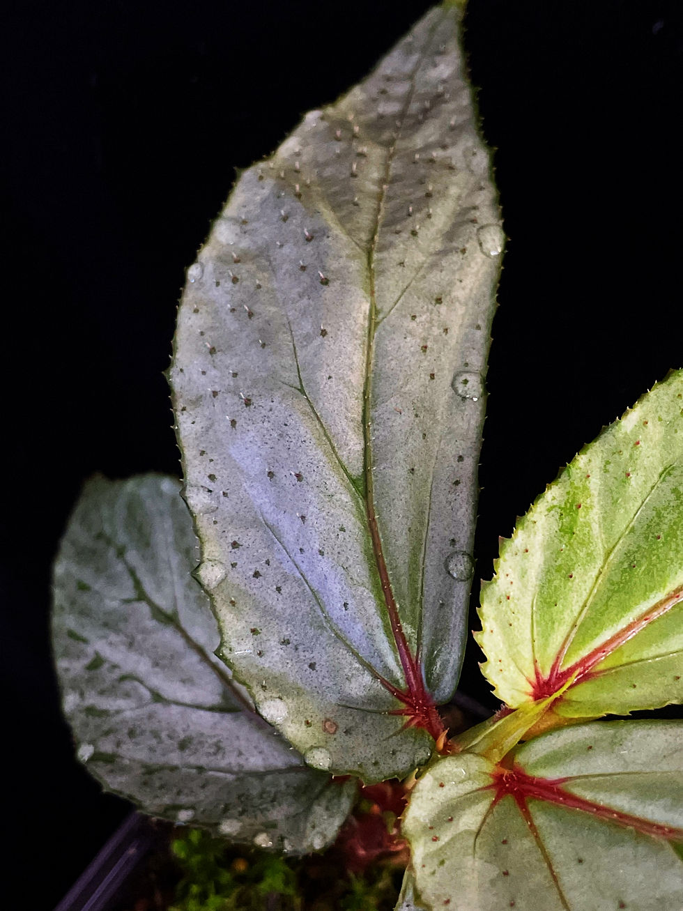 Ruperobe I Begonia shop 4/6