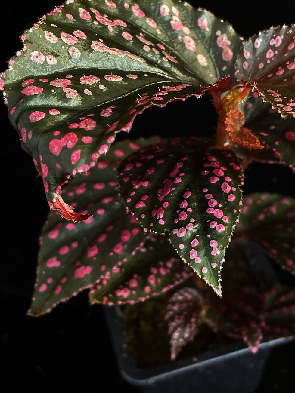 Ruperobe I Begonia shop 2/5