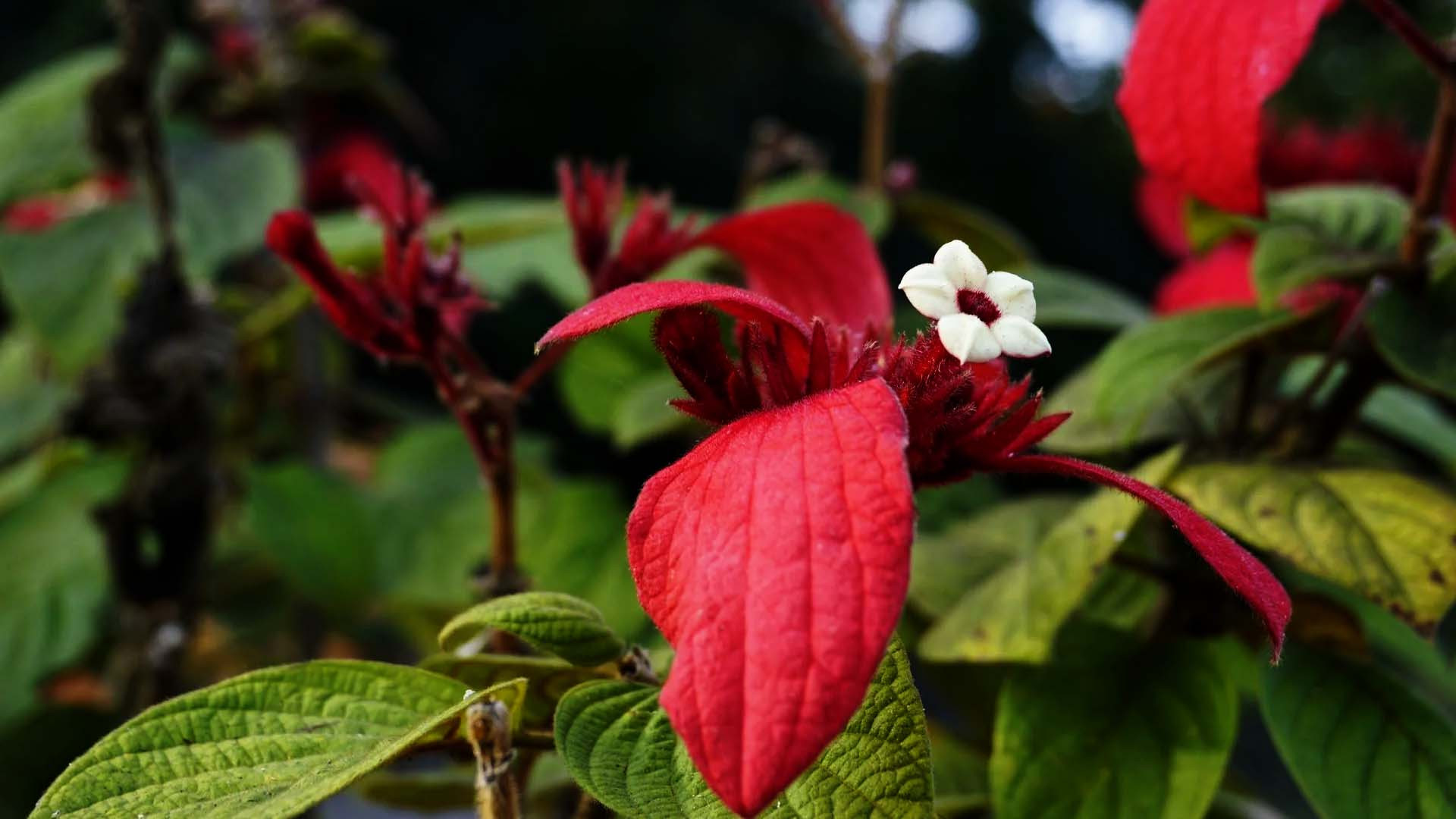 Como cultivar: Mussaenda