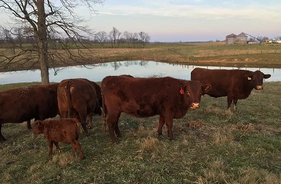 Organic Grass Fed Grass Finished Beef, Pasture Raised NON-GMO Pork ...