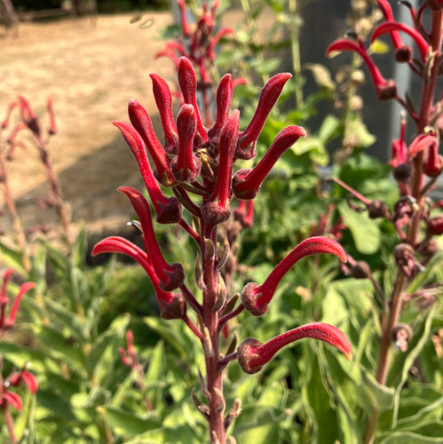 Devil's Tobacco - Herb Seeds | The Thyme Garden