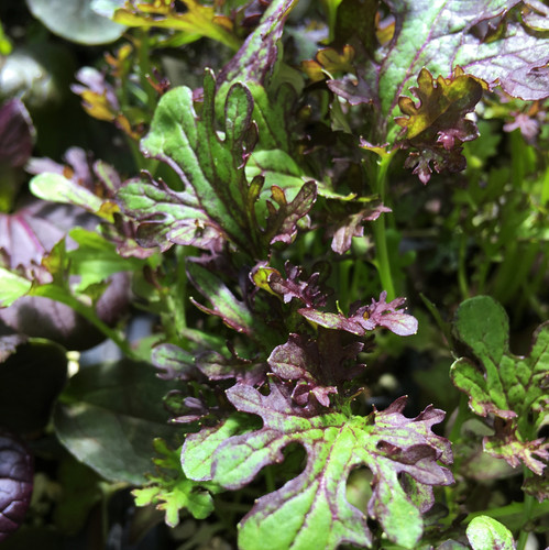 Scarlet Frills Mustard Greens Seeds | The Thyme Garden