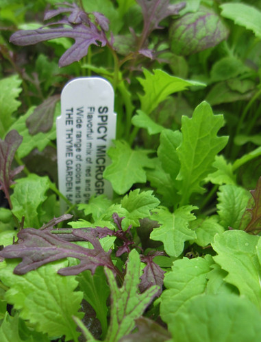 Spicy Micro Seed Mix | The Thyme Garden