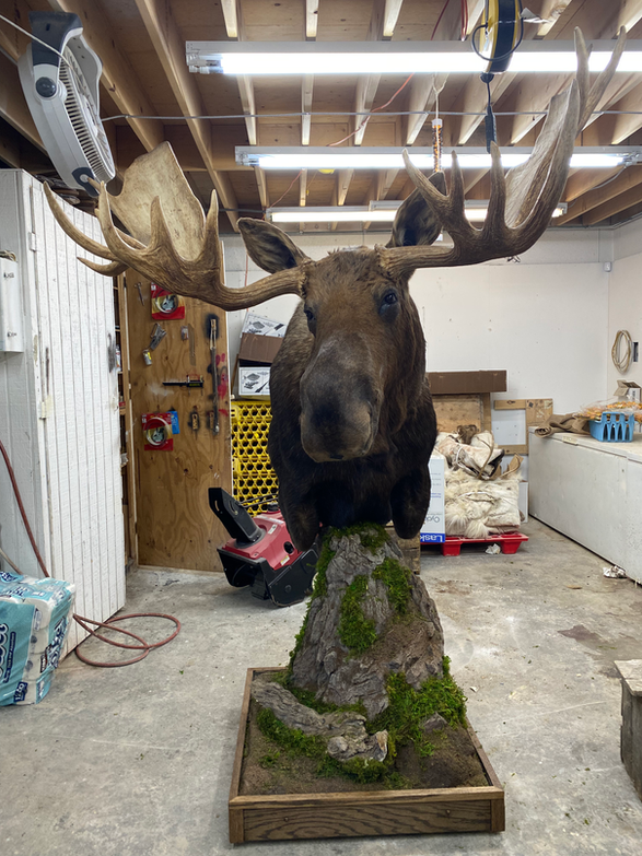 Moose Mounts | Atcheson Taxidermy
