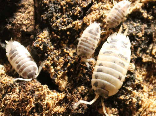 Porcellionides Laevis "Dairy Cow" | Bug Basement