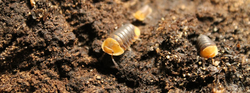 Cubaris sp. "Rubber Ducky" | Bug Basement