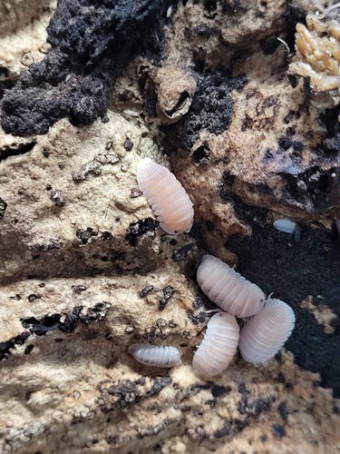 Cubaris Murina - "Papaya" | Bug Basement