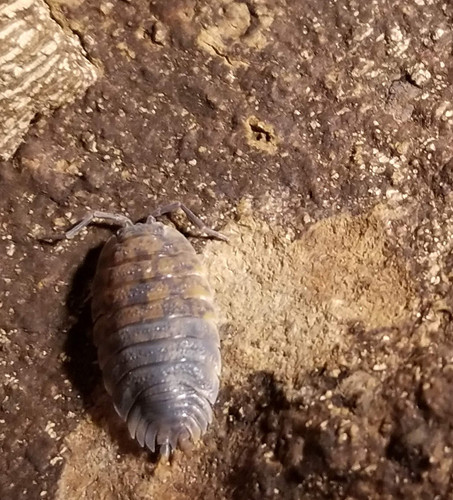 Porcellio Scaber - "Calico" | Bug Basement