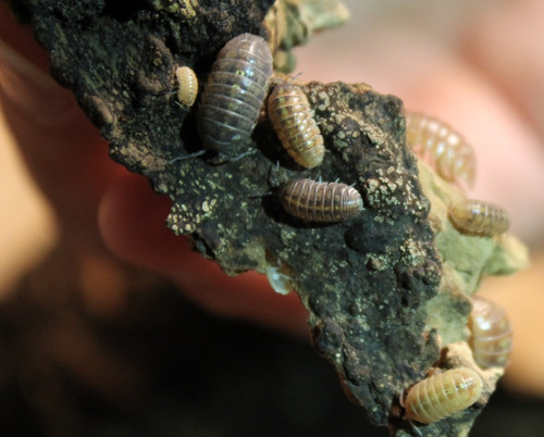 Armadillium Vulgare - "Gem Mix" | Bug Basement