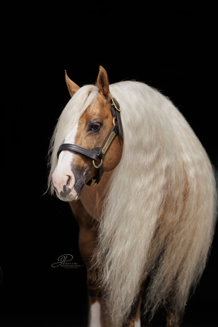 Show Me The Buckles | Reliance Ranches