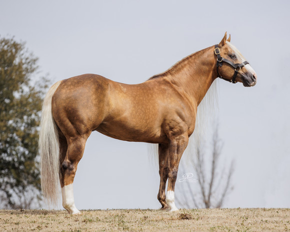 Show Me The Buckles | Reliance Ranches