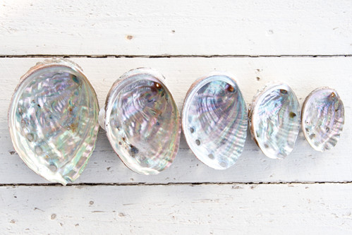 Japanese"Awabi" Abalone Shells | Reverse.Gem