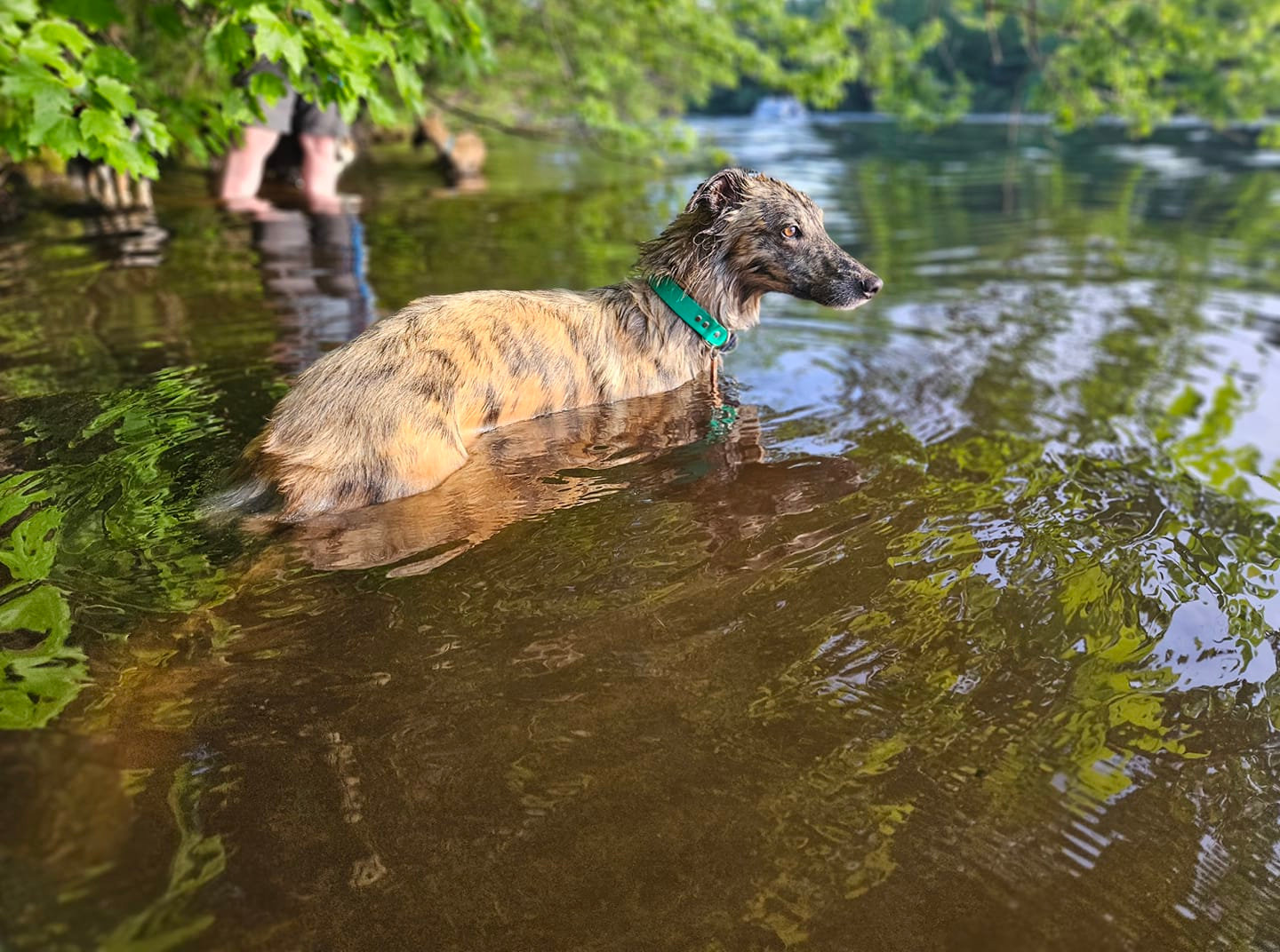 Windsprite Health Survey