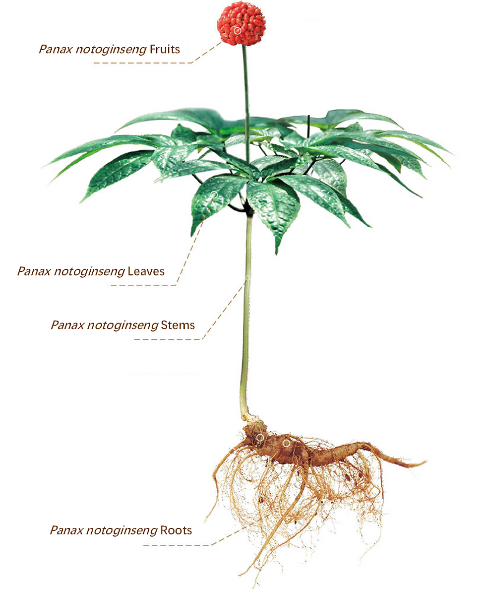 Home | American Botanical Drug Association