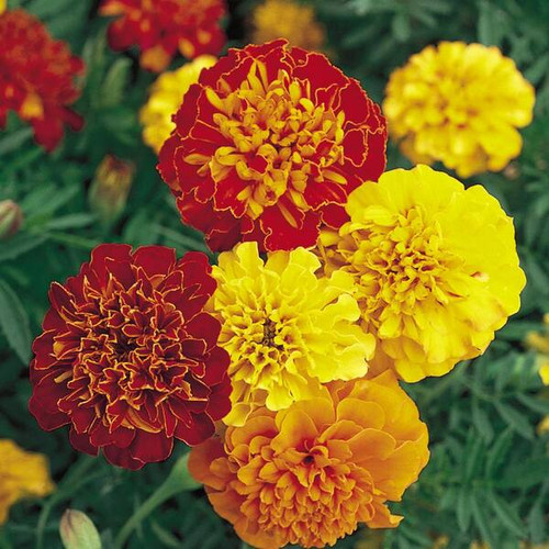 Dwarf French Marigold Seeds | Urban Garden Plants