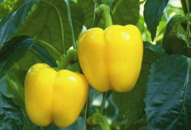 Sunbright Bell Pepper Seeds | urbangardenplants