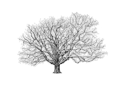 Clissold Park Tree | Matthew J K Grogan