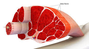 Les Fascia, une structure important du corps