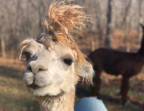 Cody 12-Month Calendar 2024 | codyalpaca