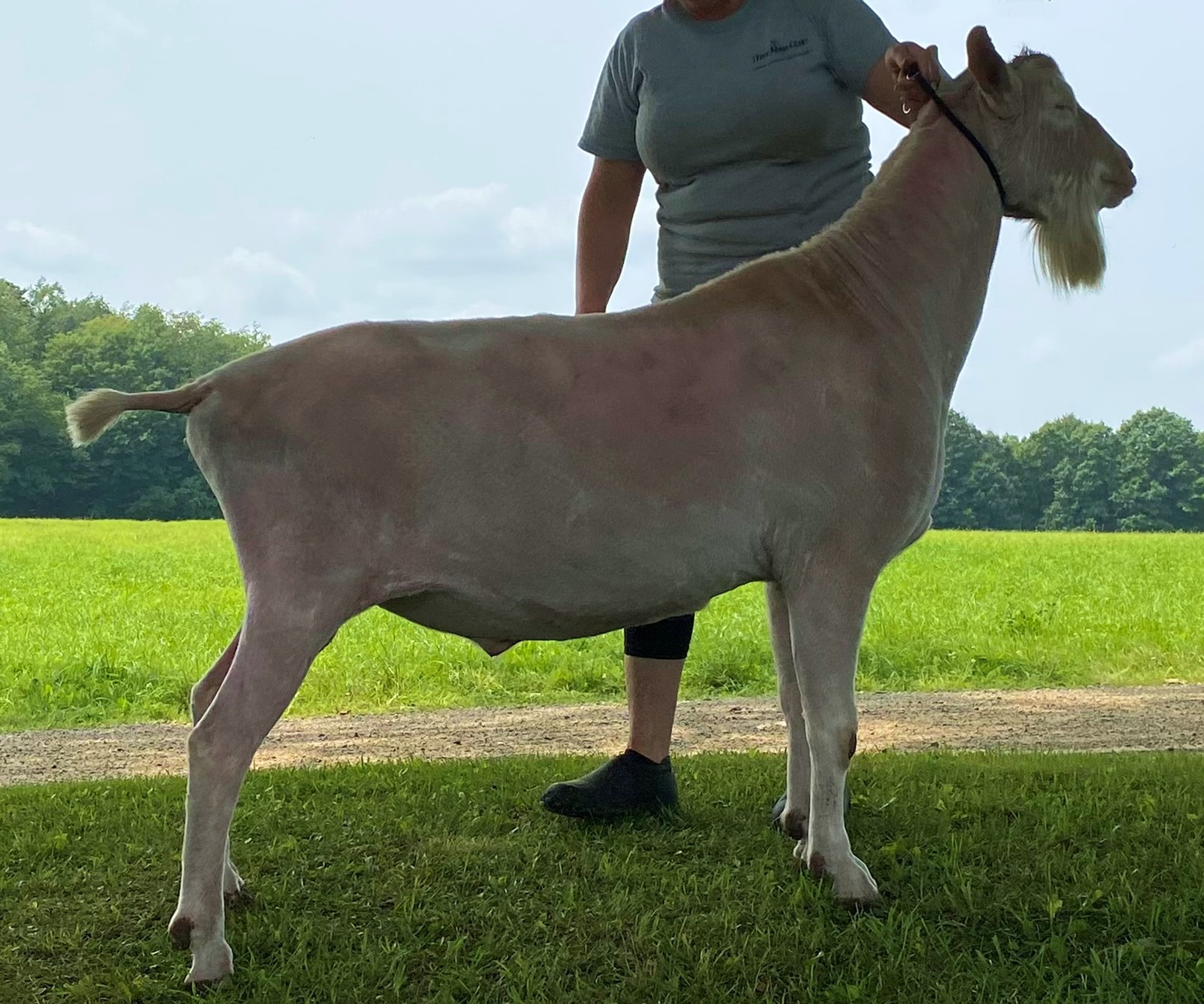 Saanen Bucks | My Site