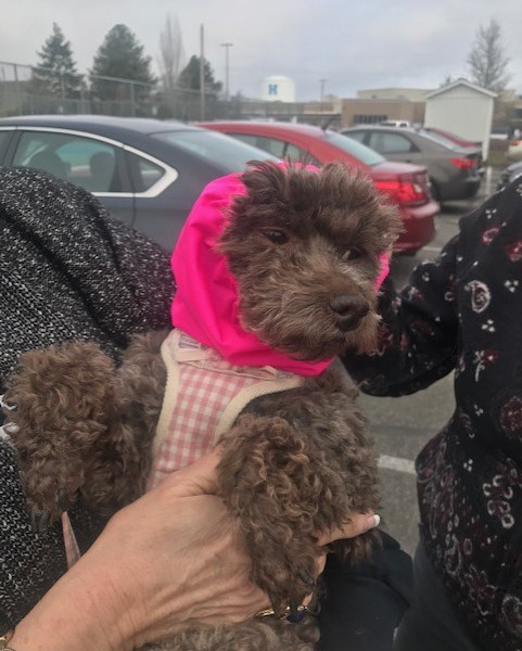 Gallery | Aberdeen Scottish Terrier Rescue (and Friends)