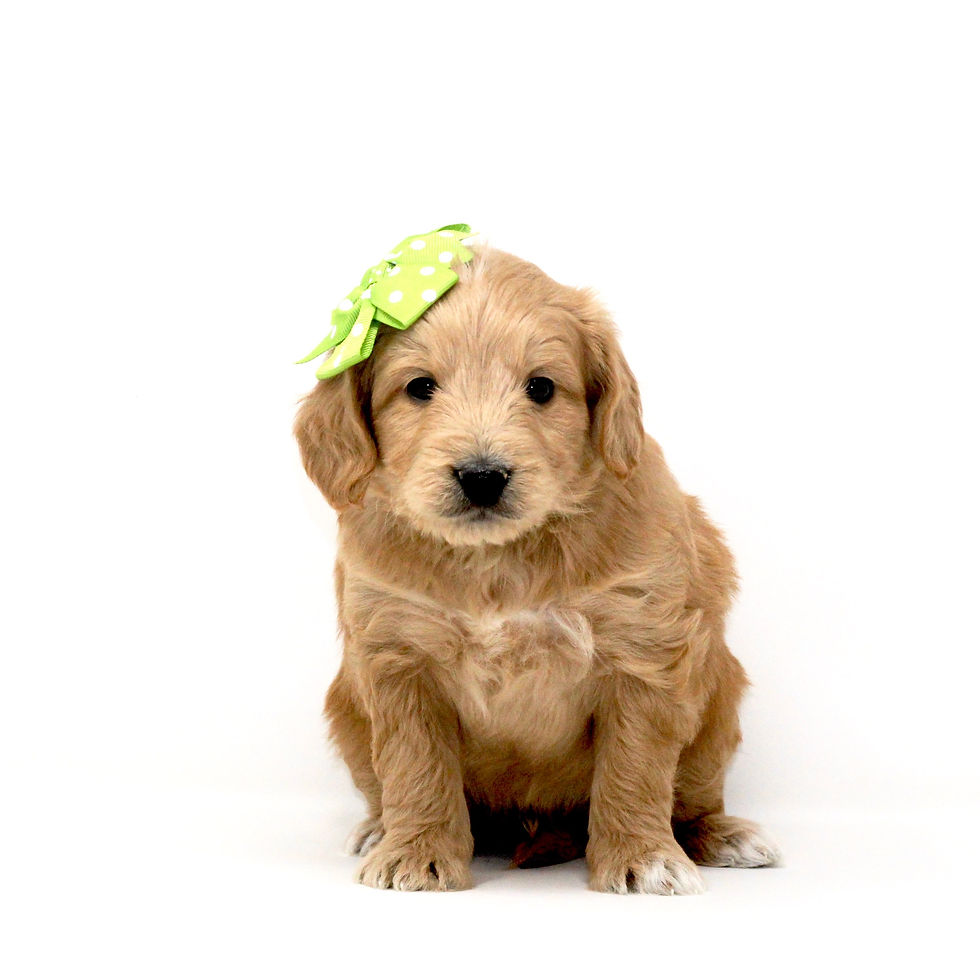 Green Boy | Power Goldendoodles