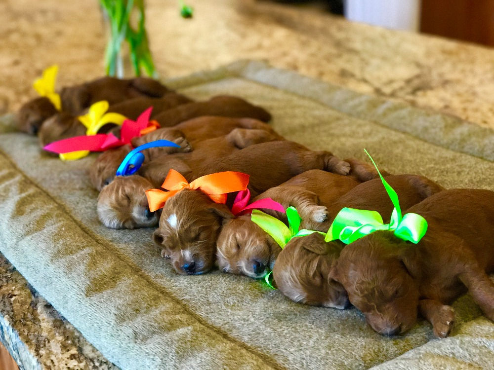 How To Pick Out a Puppy With The Right Temperament