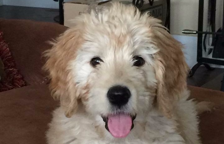 Power Goldendoodles Teddybear Puppies for Sale Boise Idaho