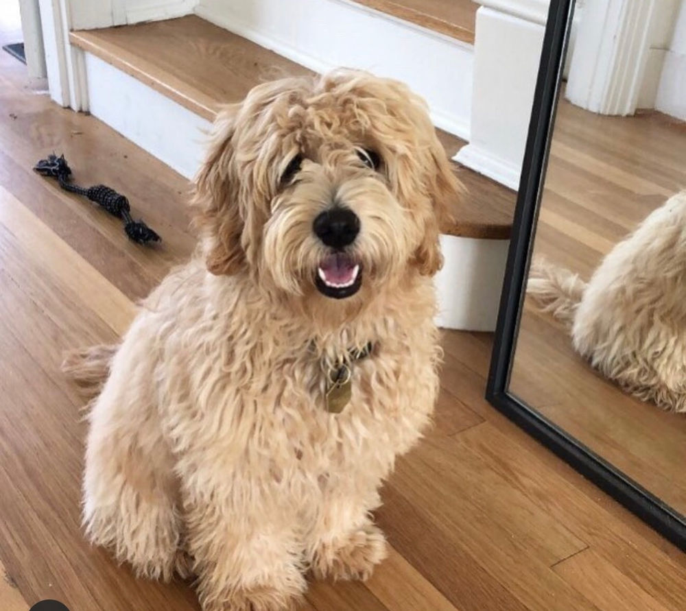 Do Mini Goldendoodle Puppies Get Sick in Car Rides?