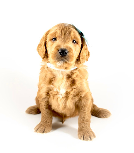 Light Blue Boy | Power Goldendoodles