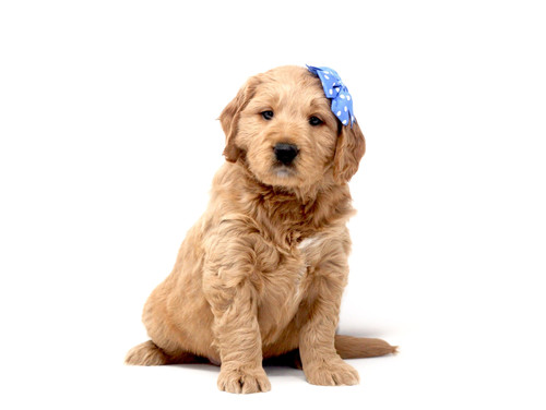 Dark Blue Boy | Power Goldendoodles