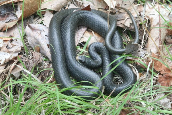 Hoosier Herp Society | Southern Black Racer