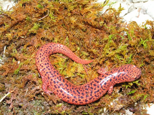 Northern Red Salamander