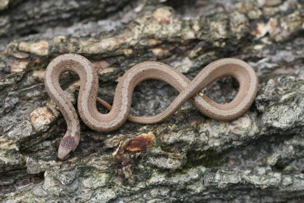 Hoosier Herp Society | DeKay's Brown Snake