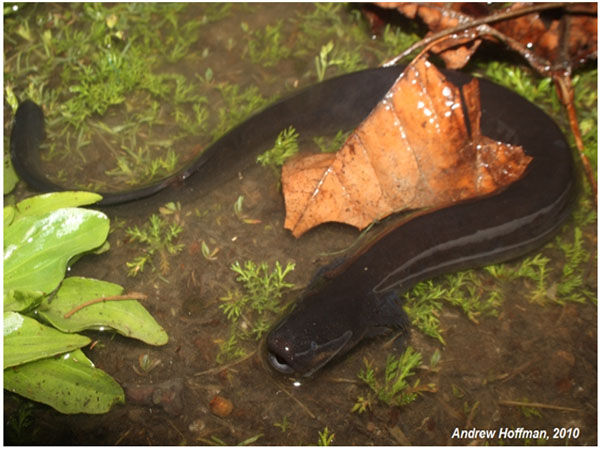 Western Lesser Siren