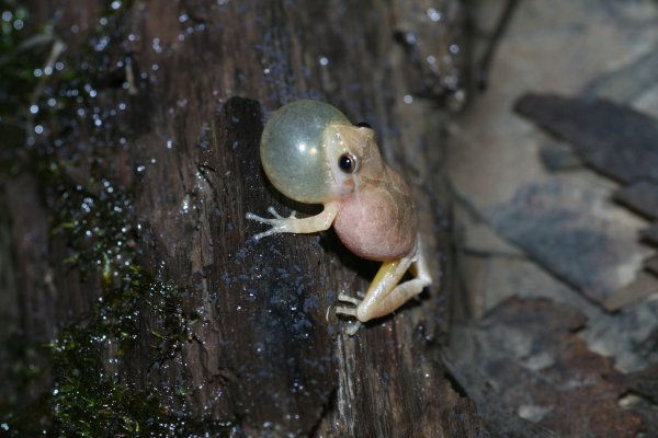 Hoosier Herp Society |Spring Peeper