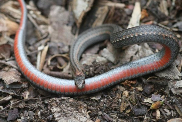 Hoosier Herp Society | Red-bellied Snake