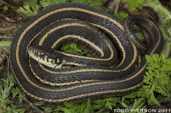 Hoosier Herp Society | Plains Garter Snake