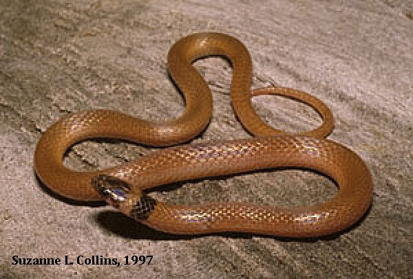 Hoosier Herp Society | Southeastern Crowned Snake