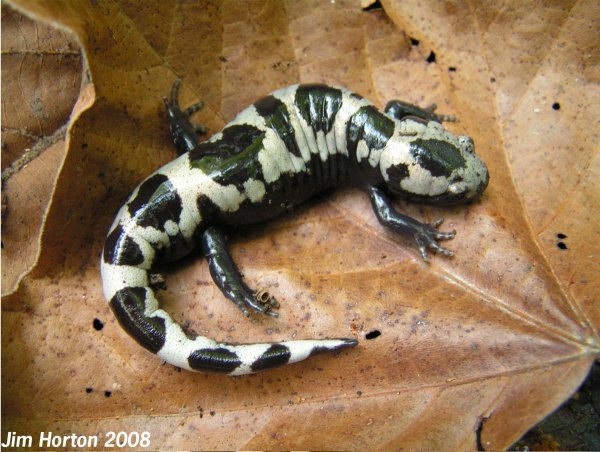 Marbled Salamander