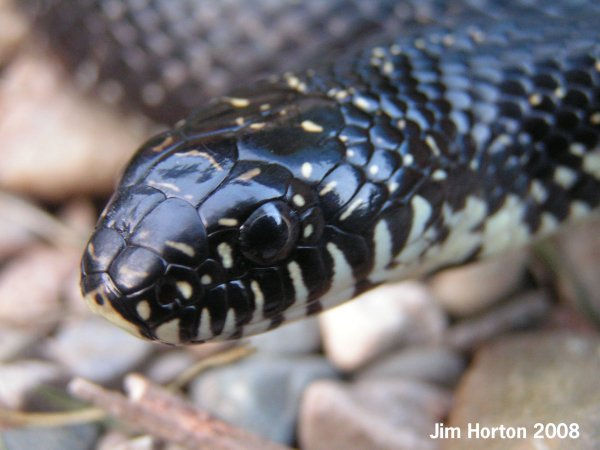 Hoosier Herp Society | Black King Snake