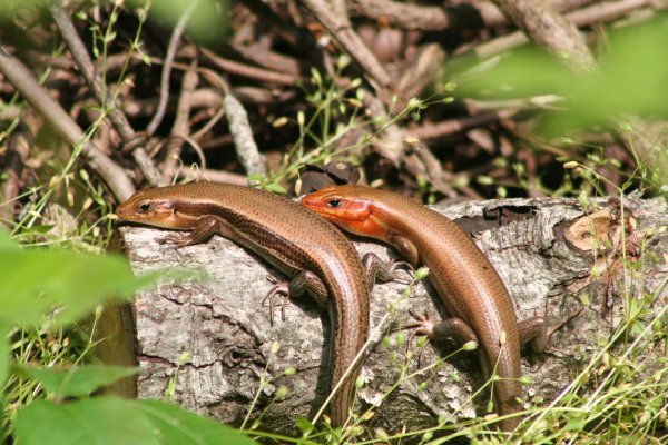 Broadhead Skink