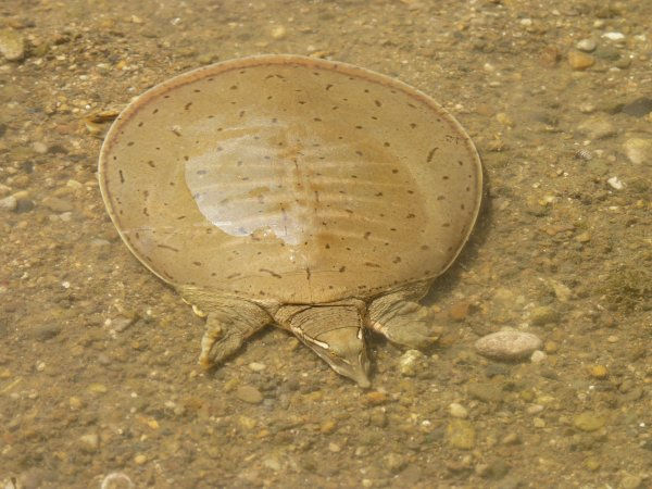 Midland Smooth Softshell