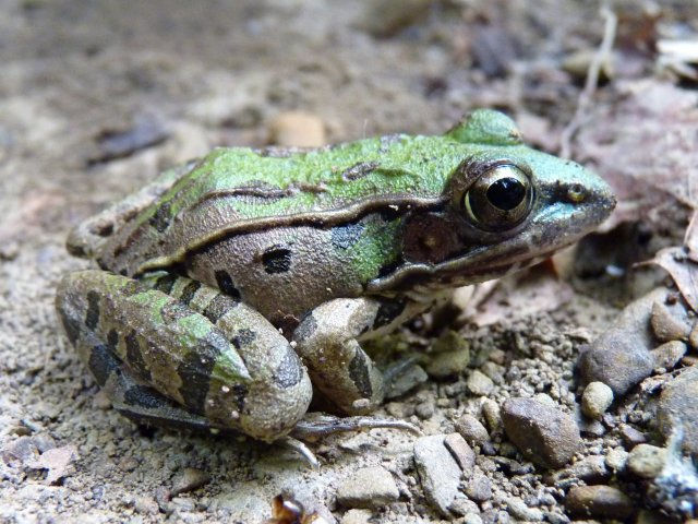 Hoosier Herp Society |Southern Leopard Frog