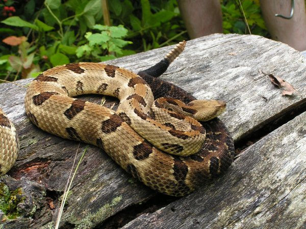 Hoosier Herp Society | Timber Rattlesnake