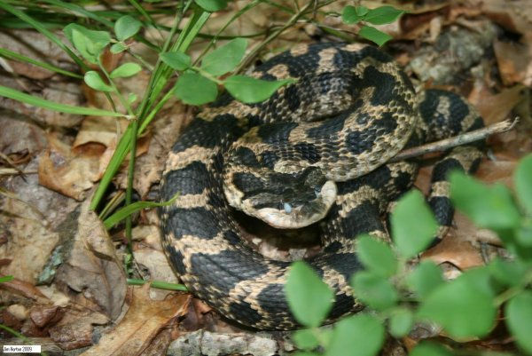 Hoosier Herp Society | Eastern Hognose Snake