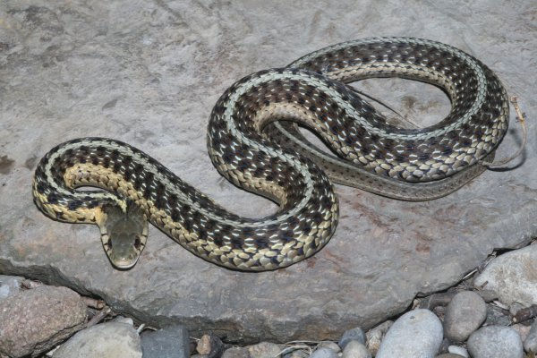 Hoosier Herp Society | Eastern Garter Snake